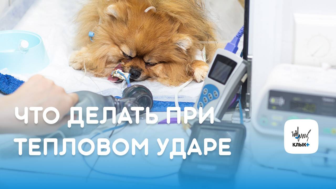 Что делать при тепловом ударе у питомца