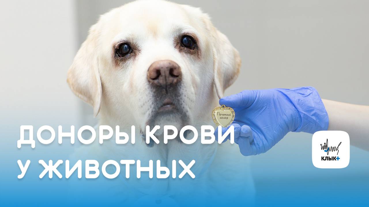 Доноры крови