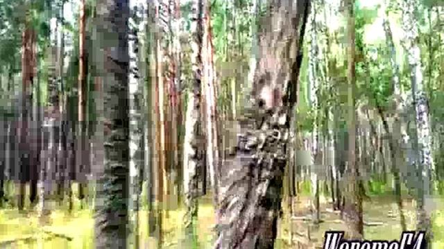 Мои березки  Werema54