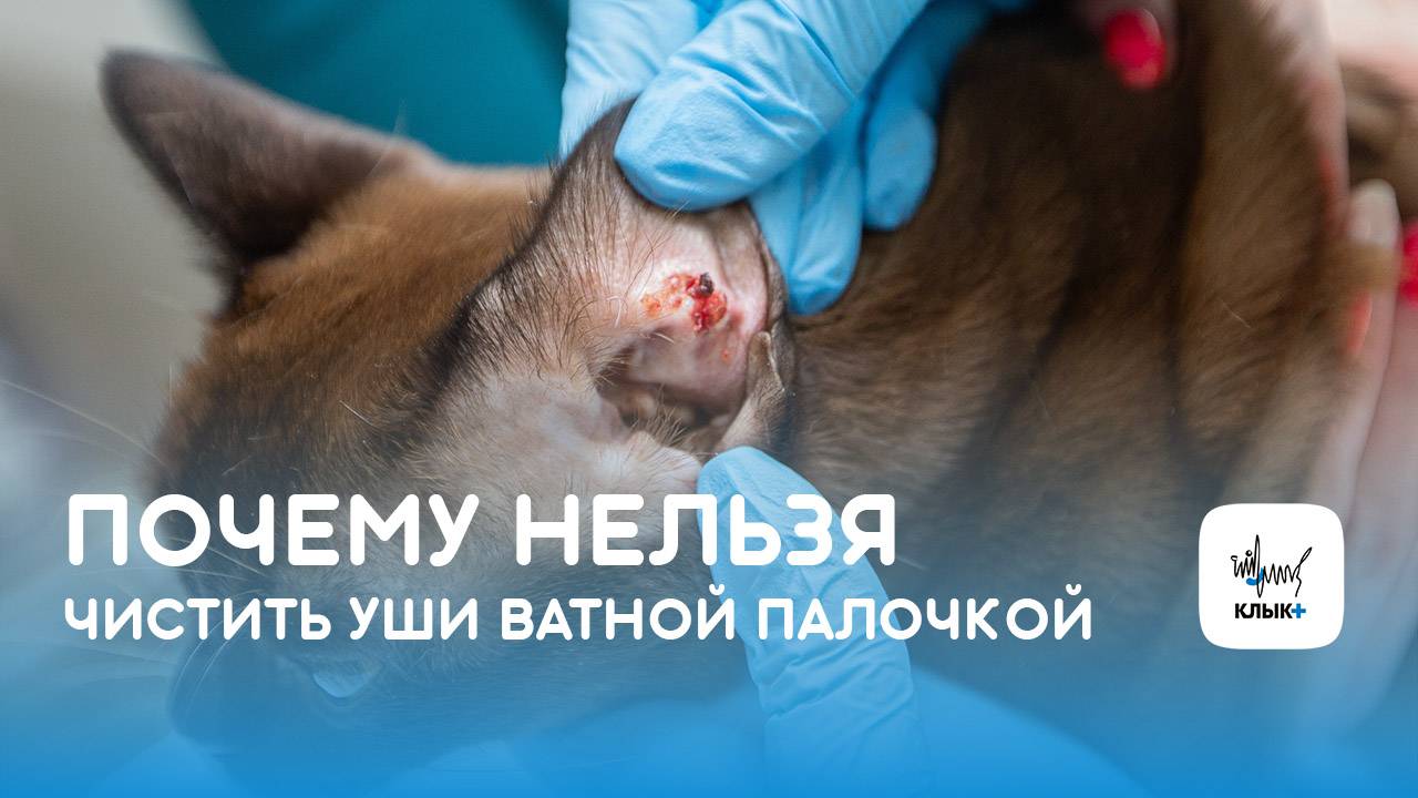 Почему нельзя чистить уши питомца ватной палочкой