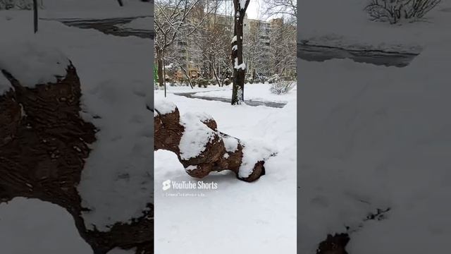 Упало дерево 2025 год