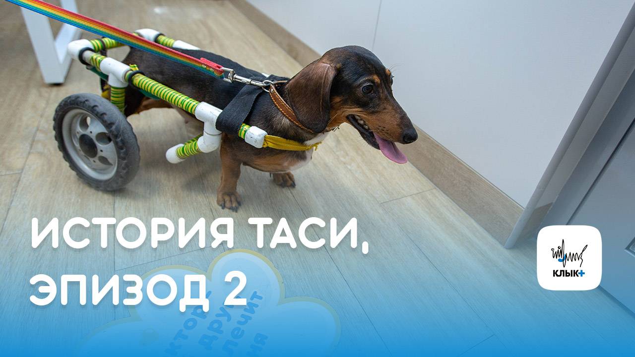 История Таси, эпизод 2