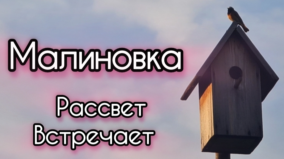 Малиновка поёт. Рассвет встречает.