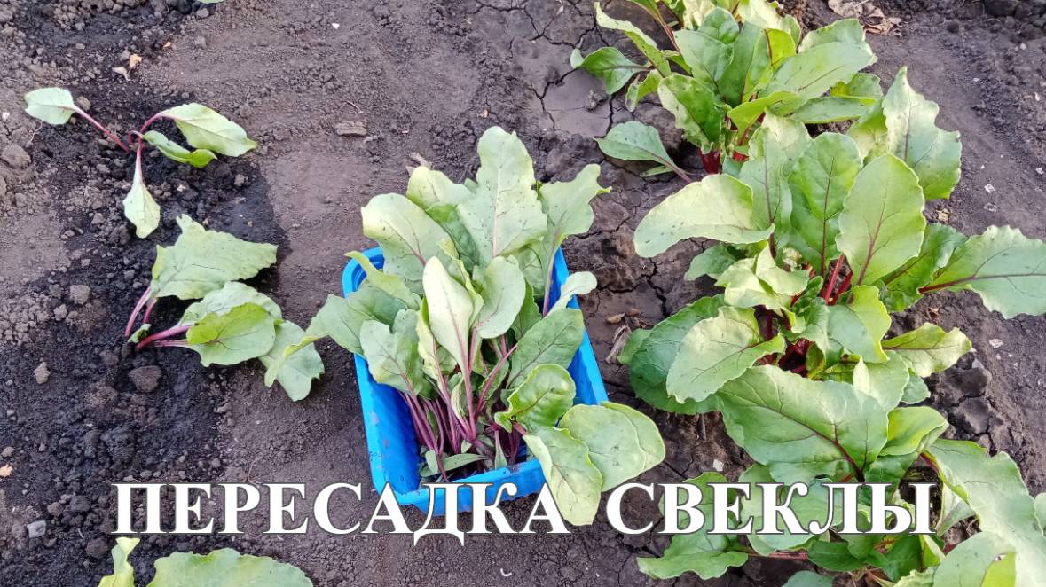 ПЕРЕСАДКА РАССАДЫ СВЁКЛЫ ПРИ ПРОРЕЖИВАНИИ.