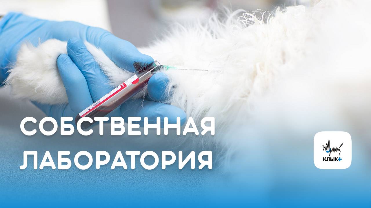 Лаборатория ветеринарной клиники