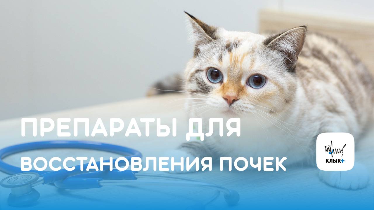 Существуют ли препараты для восстановления функции почек