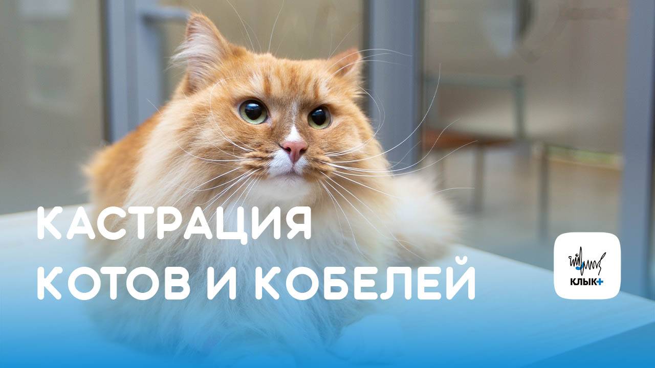 Кастрация котов и кобелей