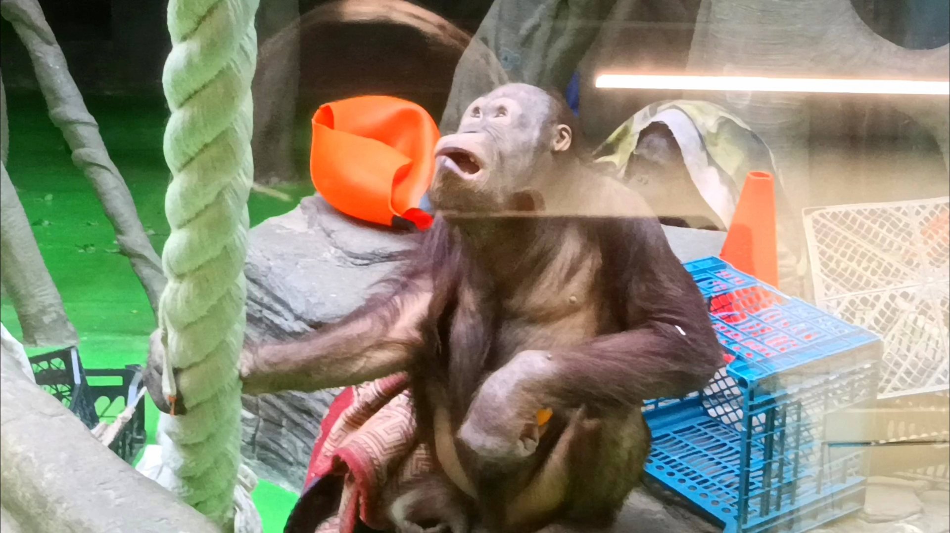 Орангутанги в Московском зоопарке...