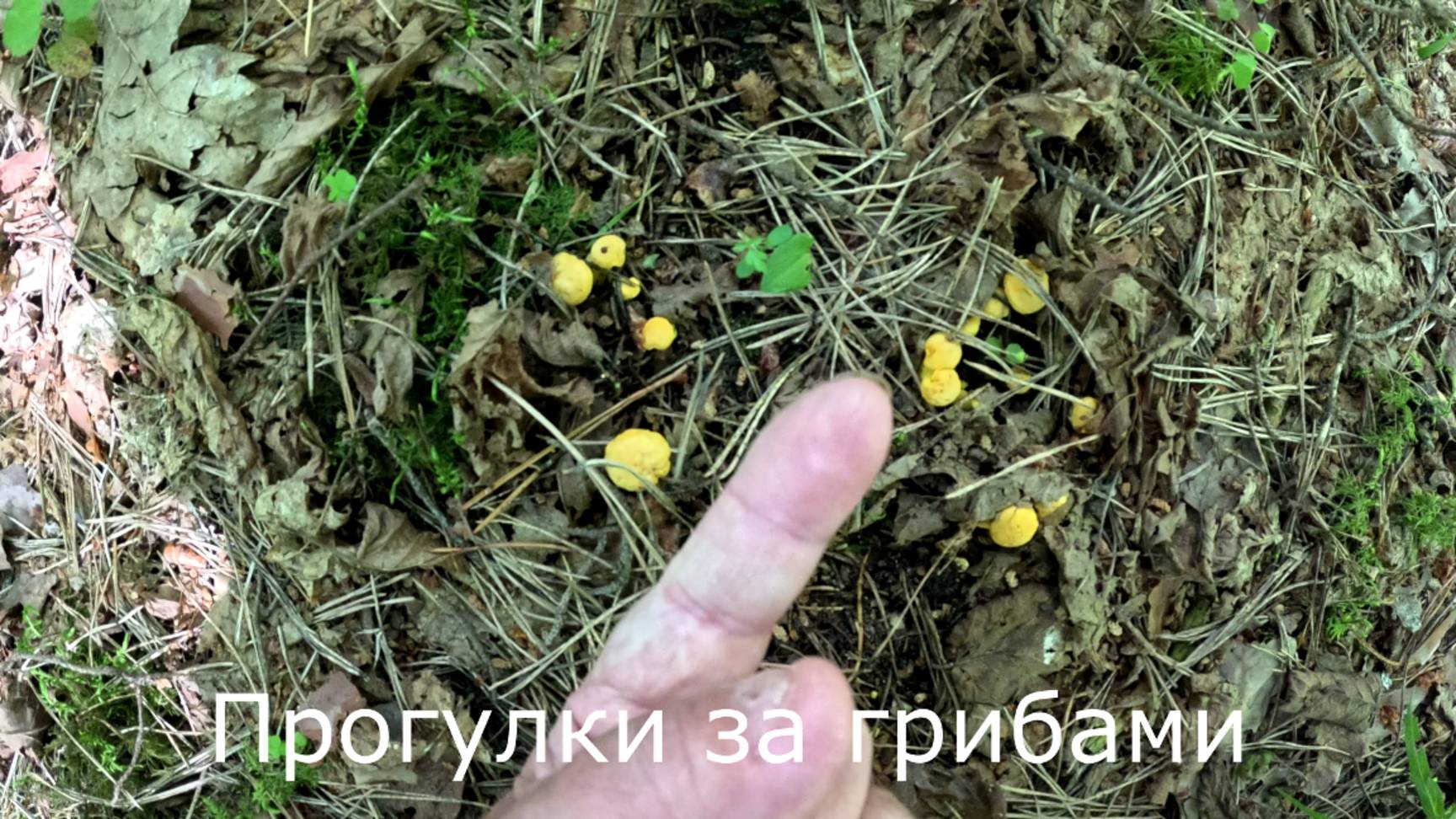 Прогулки за грибами. Лисичек много, но они не растут без дождя