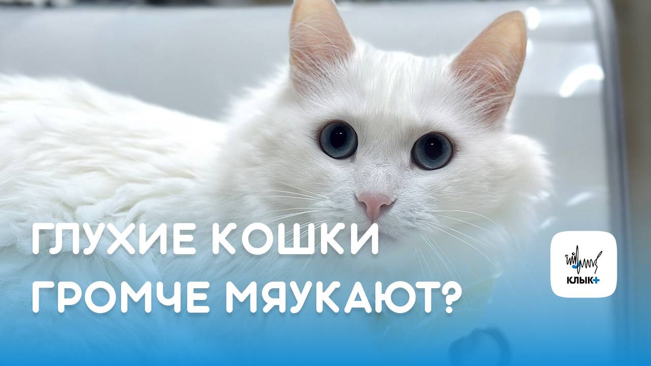 Глухие кошки громче мяукают и меньше ли стрессуют? Не боятся громких звуков: пылесос, фен?