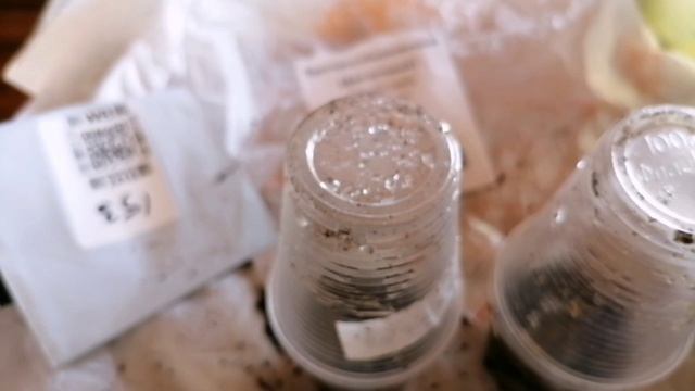 Прострел посев