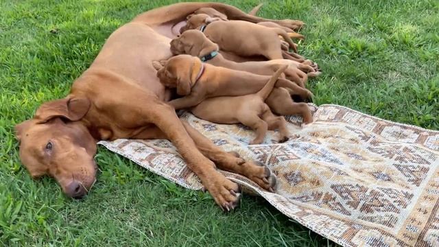 Щенки Венгерской Выжлы