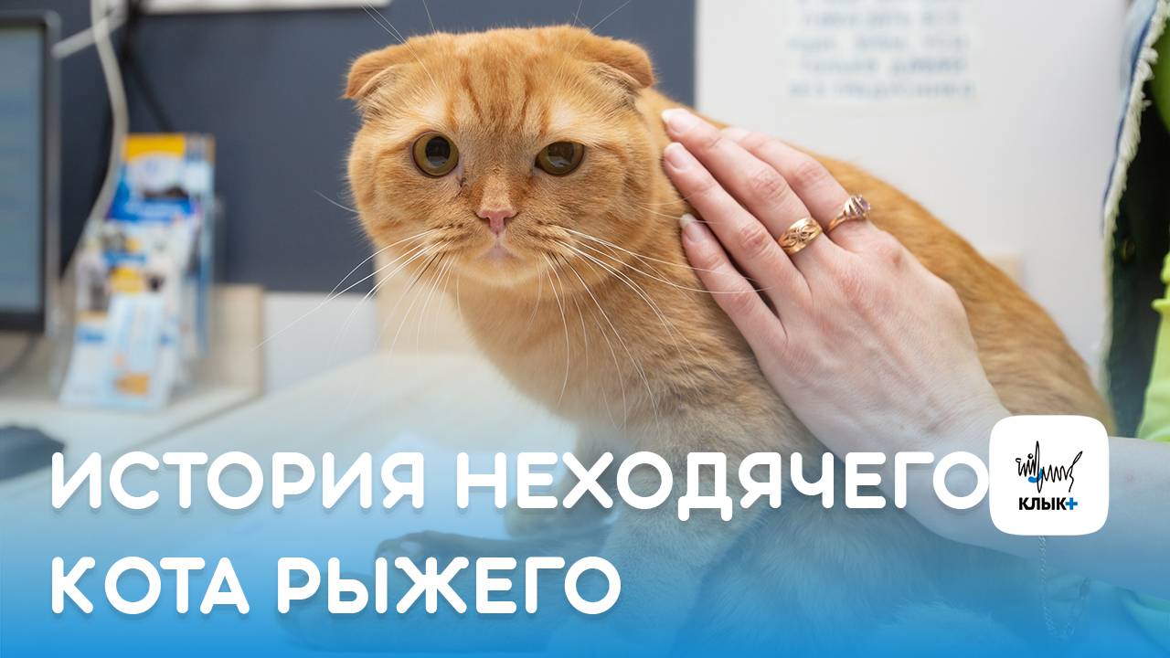 История неходячего кота Рыжего, часть 2
