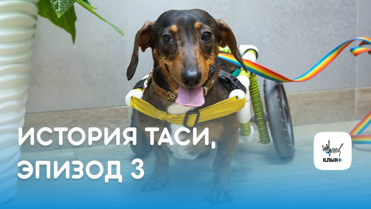 История Таси, эпизод 3