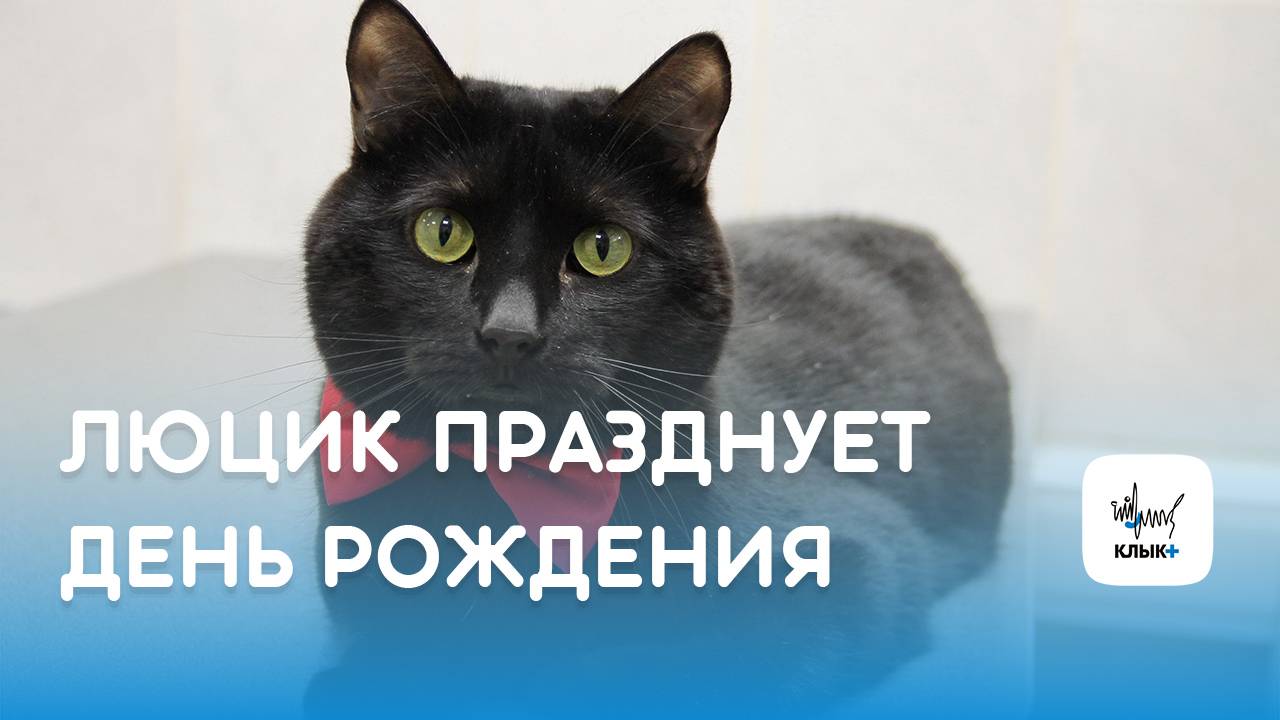 В Перми День рождения празднует Кот - донор Люцик