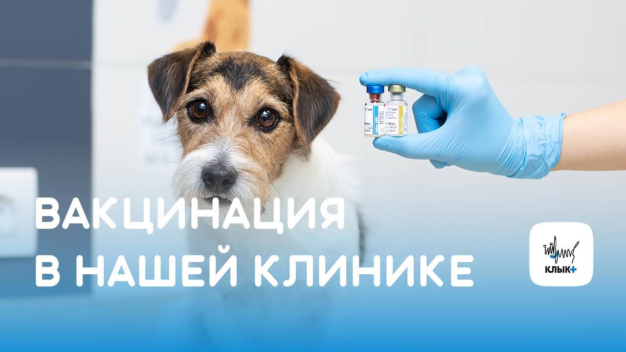 Вакцинация в клинике Клык