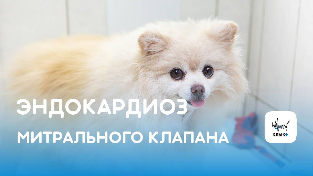 Эндокардиоз митрального клапана у мелких пород собак