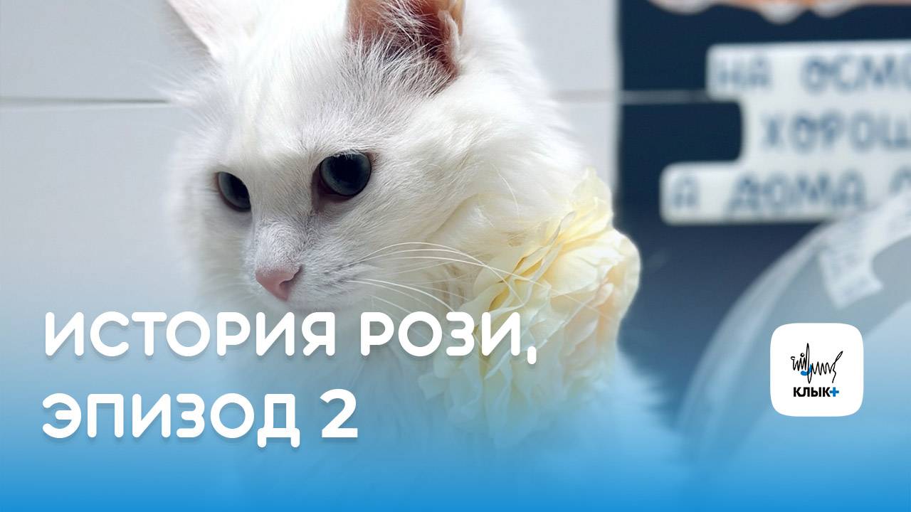 История Рози, эпизод 2