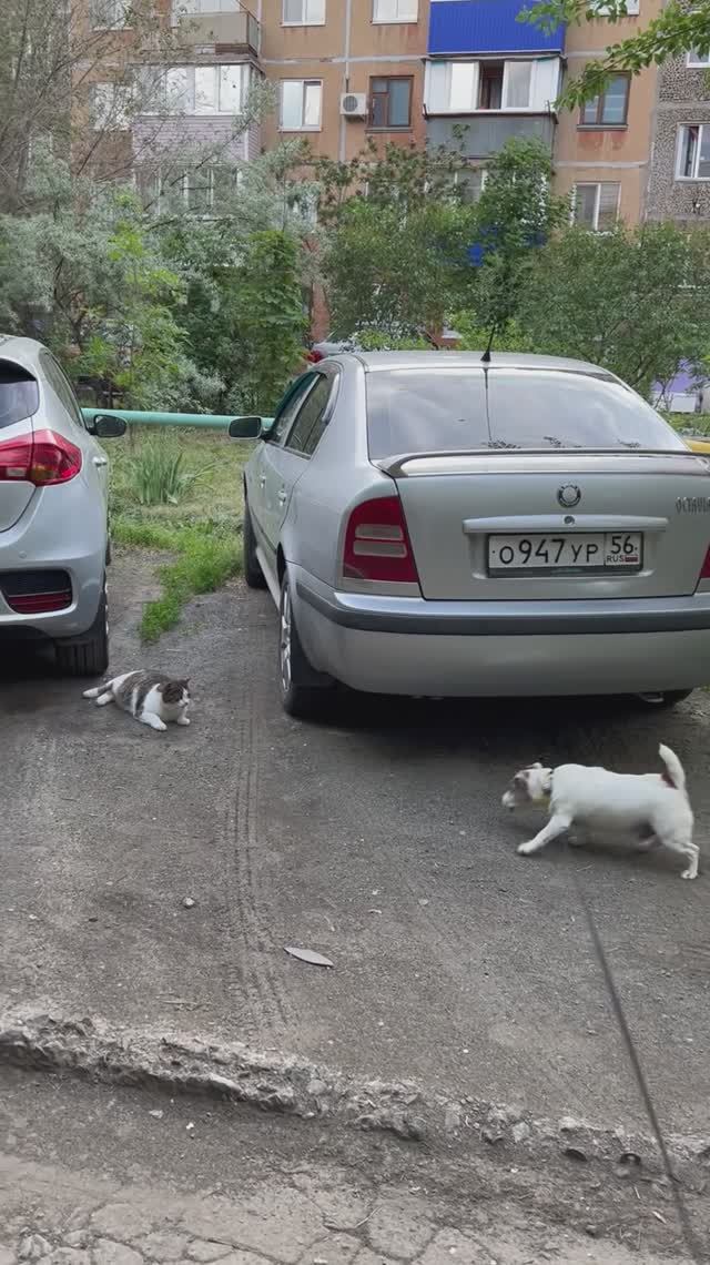 Собака в шоке. Кот, который не знает страха