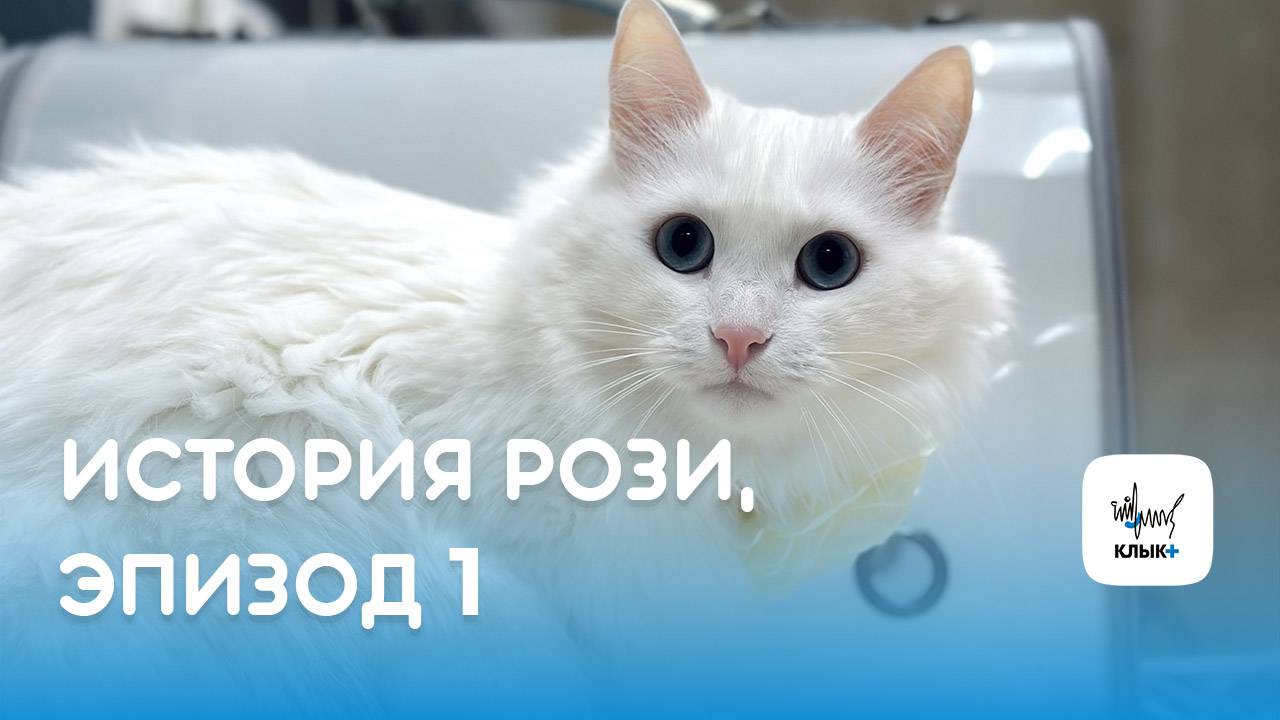 История глухой кошки Рози, эпизод 1