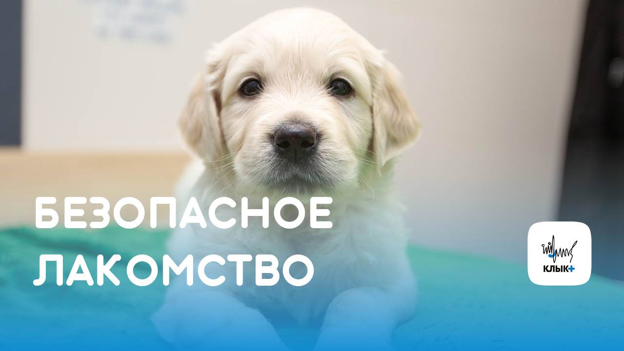 Как выбрать безопасное лакомство для питомца