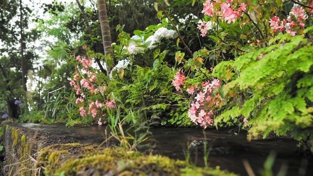 Журчание ручья в цветущем раю | Успокаивающие звуки воды и природы