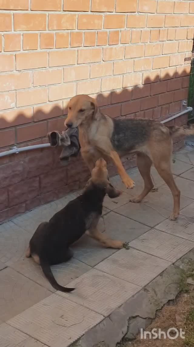 Русские гончие Лайма и Раскат вл. Шатров В.А. #топ #охотасгончей#собака #животные #топ #hunting