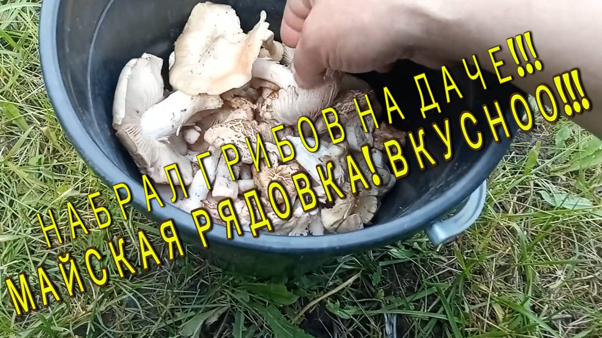 Набрал Грибов на даче!!! Не знал что за грибы,а оказалась рядовка Майская.