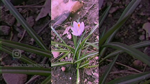 А у нас тоже Весна ♀️ Ура