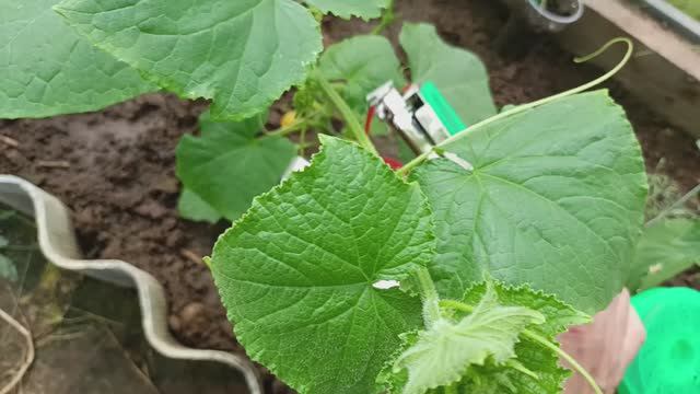 Необходимая вещь для садоводов и огородников - тапенер или степлер для растений