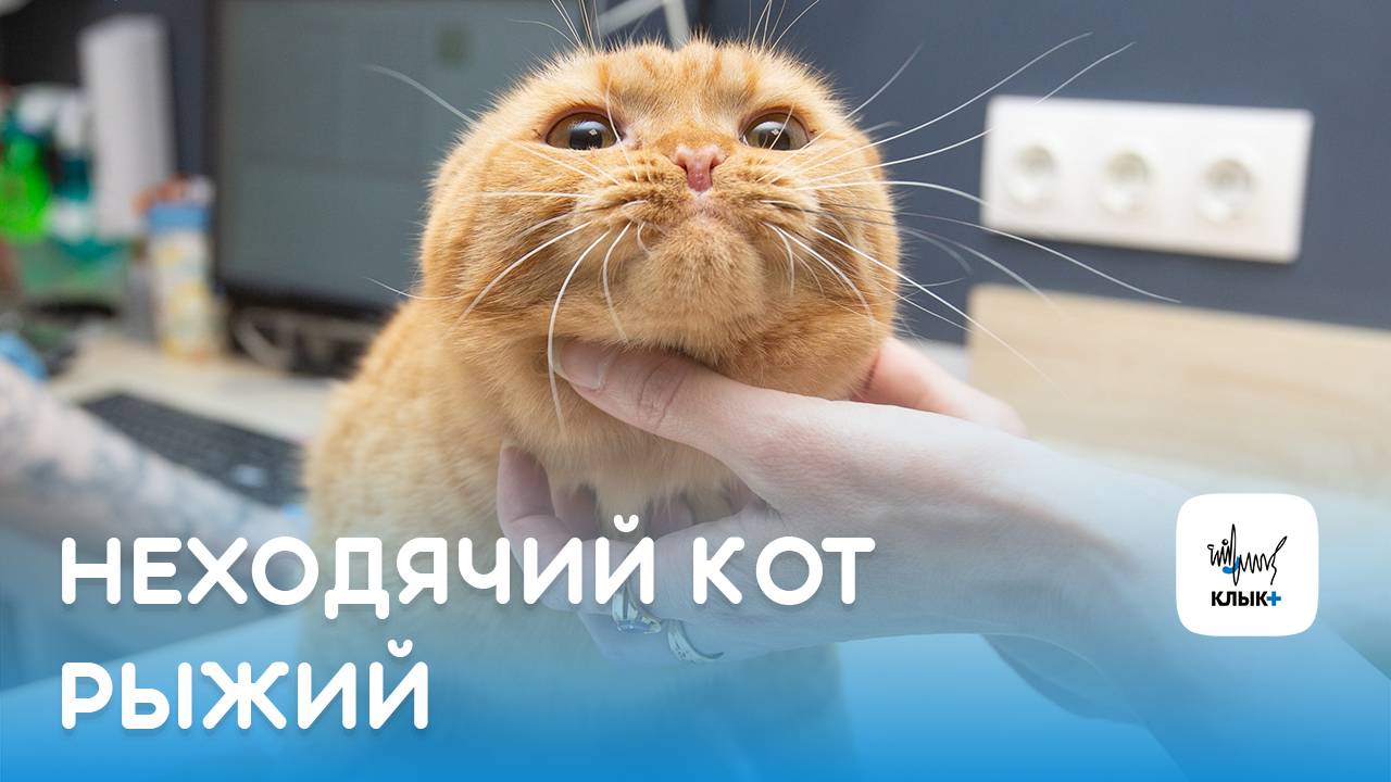 Неходячий кот Рыжий, 3 часть