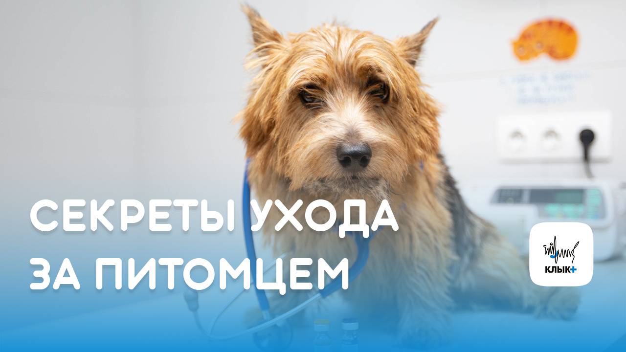 Секреты ухода за питомцем