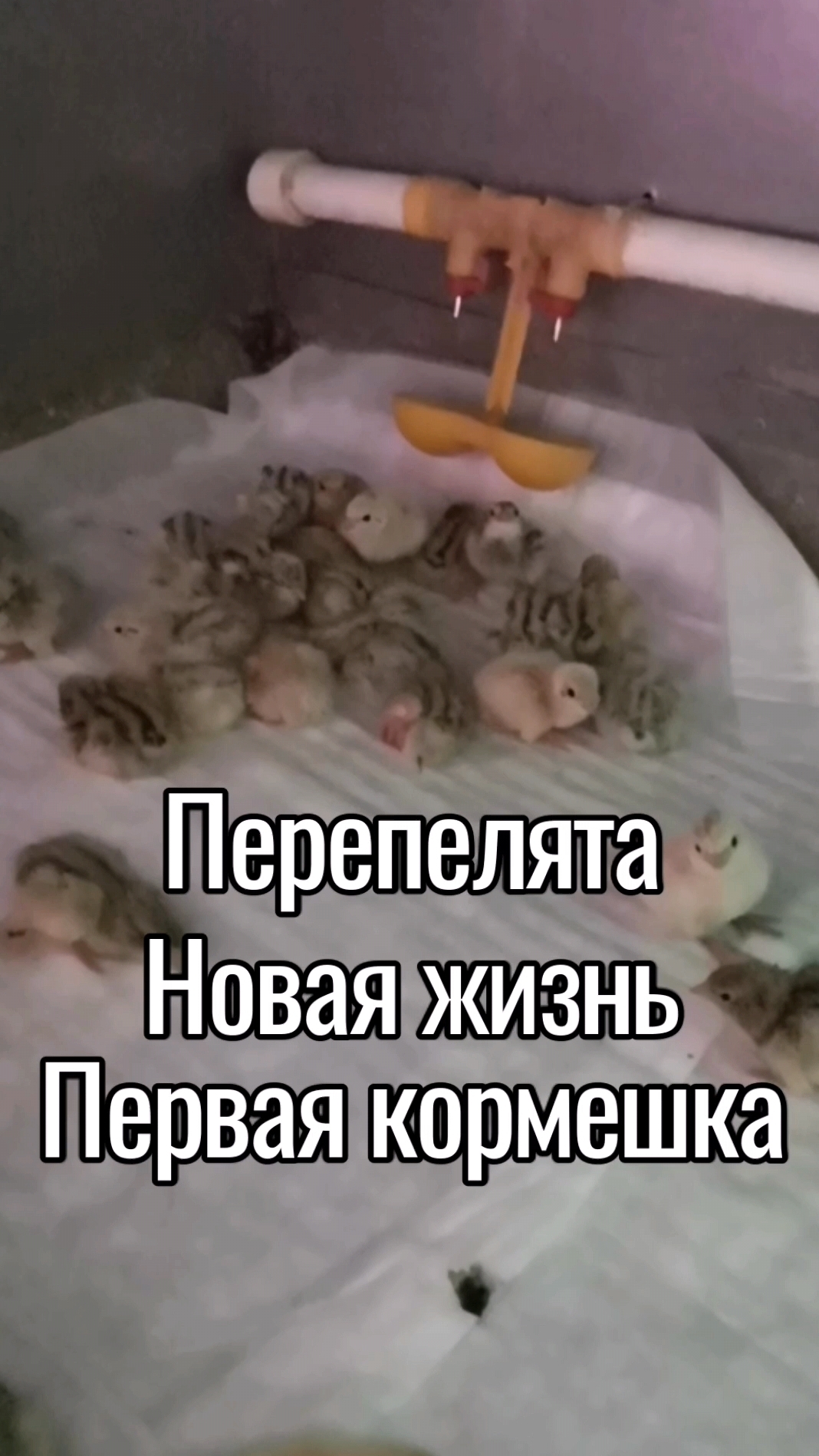 Первая кормешка перепелят