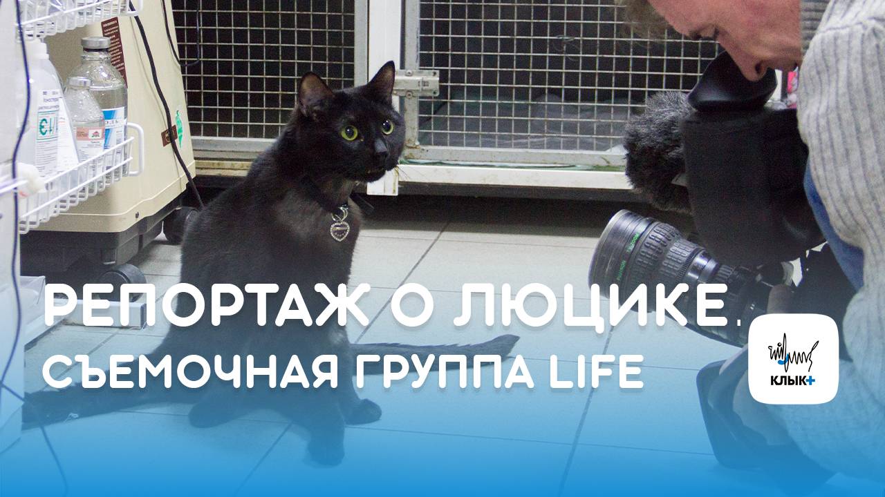Съемочная группа Life | Новости сняла репортаж о нашем коте Люцике