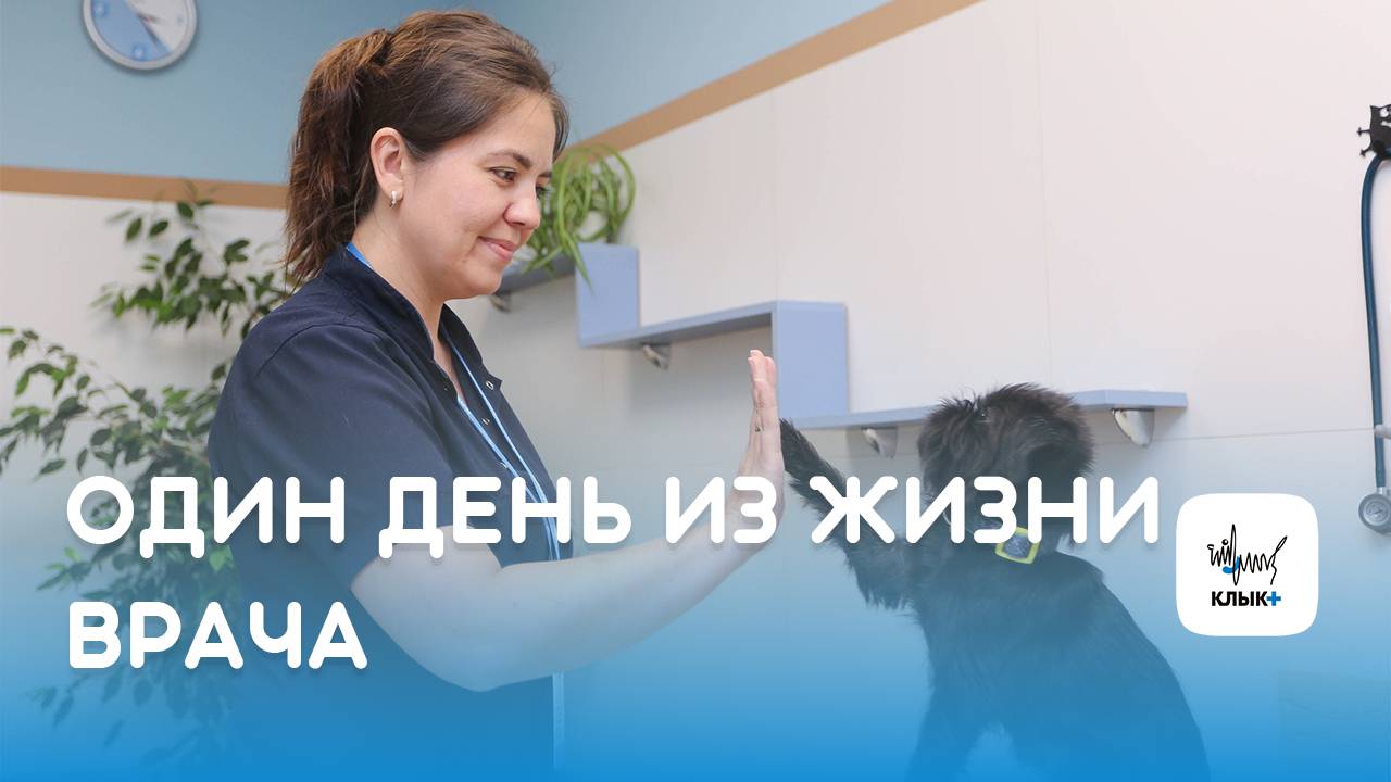 Один день из жизни ветврача