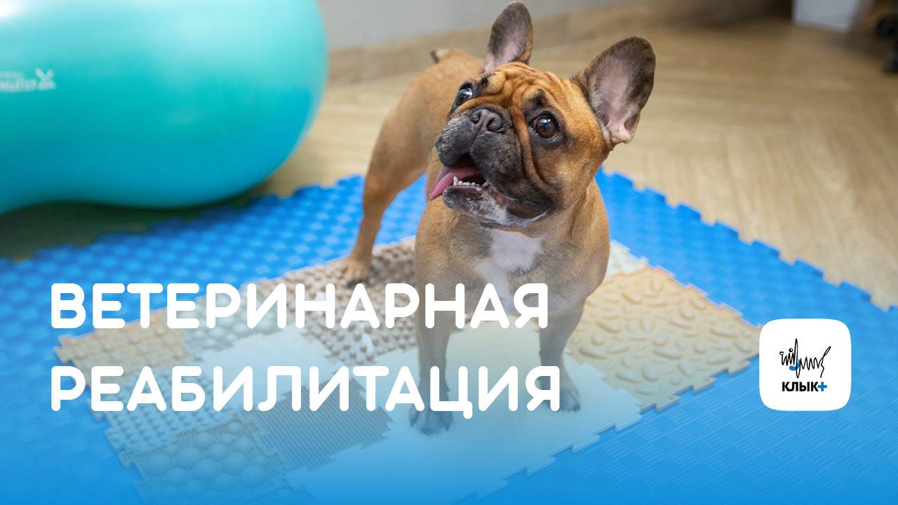 Ветеринарная реабилитация - мифы