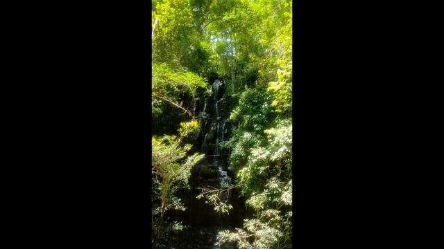 Где-то в джунглях