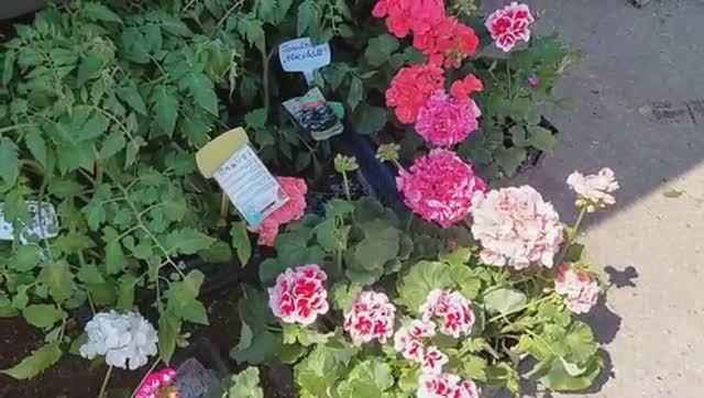 влог - шопогольные прогулки. Рената Смирнова. 2025