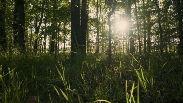 Лесная гармония: звуки природы для глубокого расслабления, сна и медитации 🌿🎧