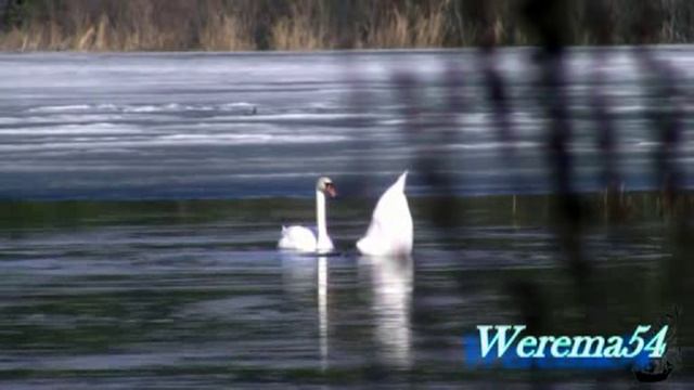 Не  стреляйте  в белых  лебедей ( кавер)Werema54