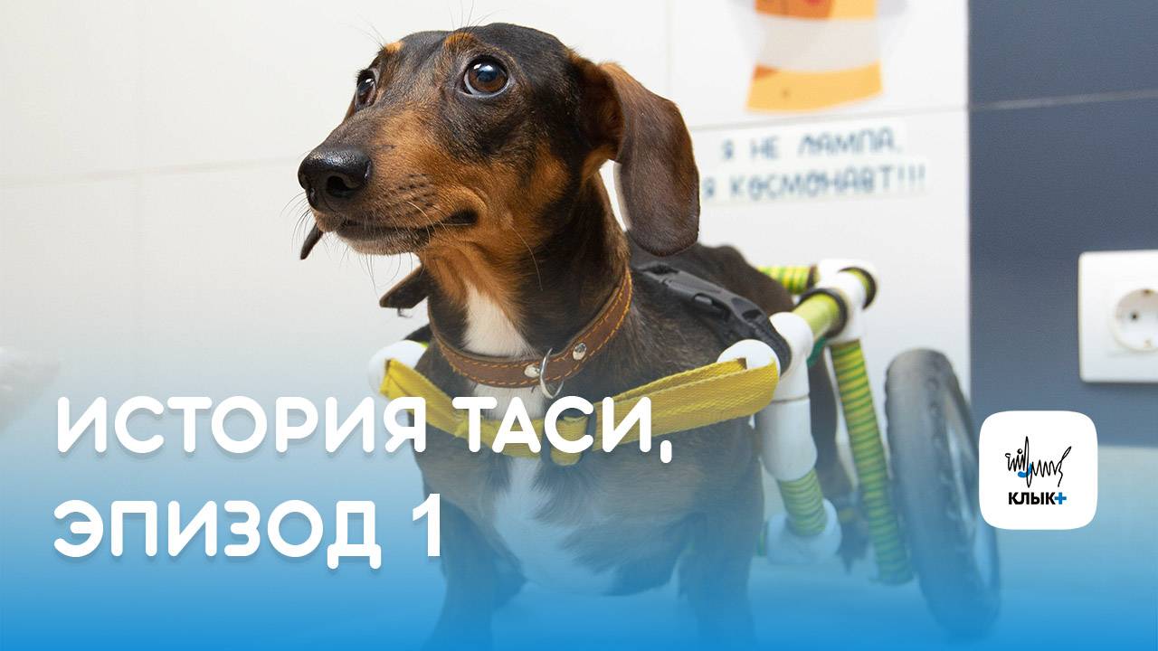 История спинальницы таксы Таси