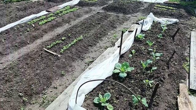 Наша старенькая дача 12-16 июня25