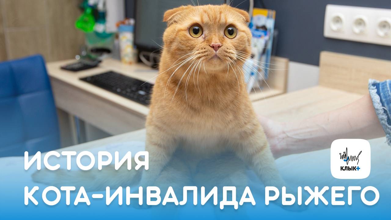 История кота-инвалида Рыжего