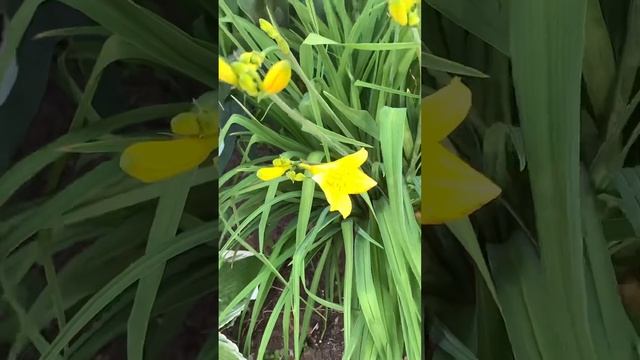 Городские цветы