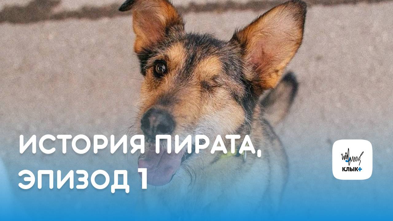 История Пирата, одноглазой собаки, эпизод 1