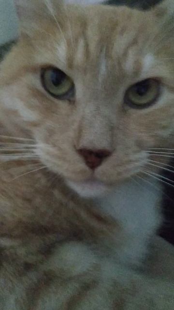 Леонардик и Мусик