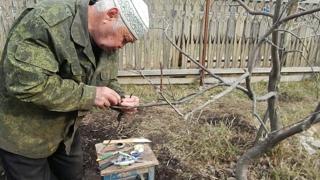 Удачная прививка яблони к волчкам