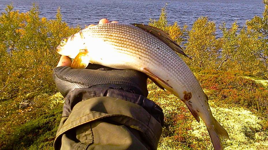 Каменными тропами на ХАРИУСНОЕ озеро. СКОЛЬКО же оттуда вытащили рыбы?!!!