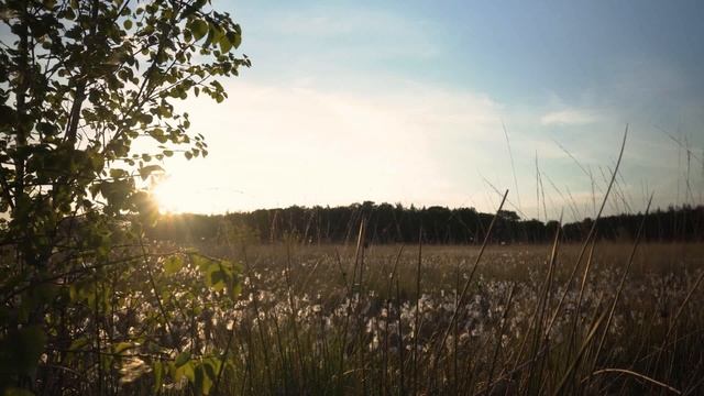 Закат в поле: умиротворение природы | Треск сверчков, пение птиц и шелест травы