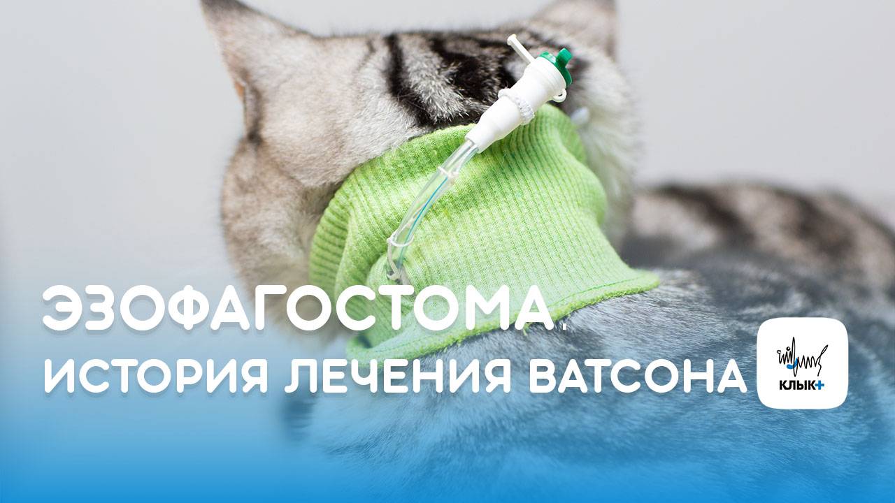 Эзофагостома